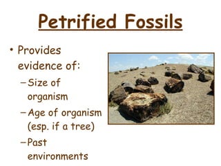 Fossils | PPT