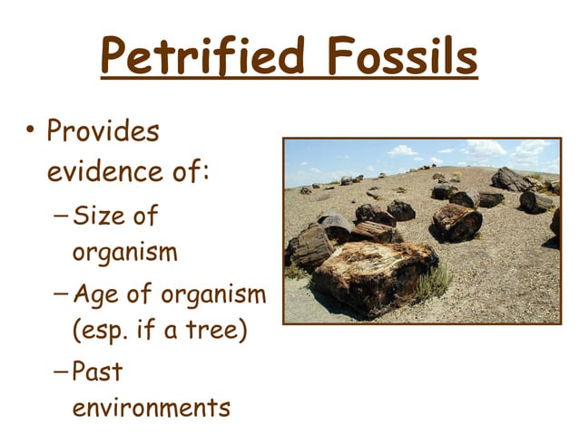 Fossils | PPT