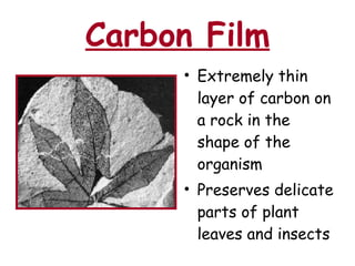 Fossils | PPT