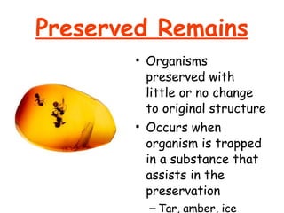 Fossils | PPT