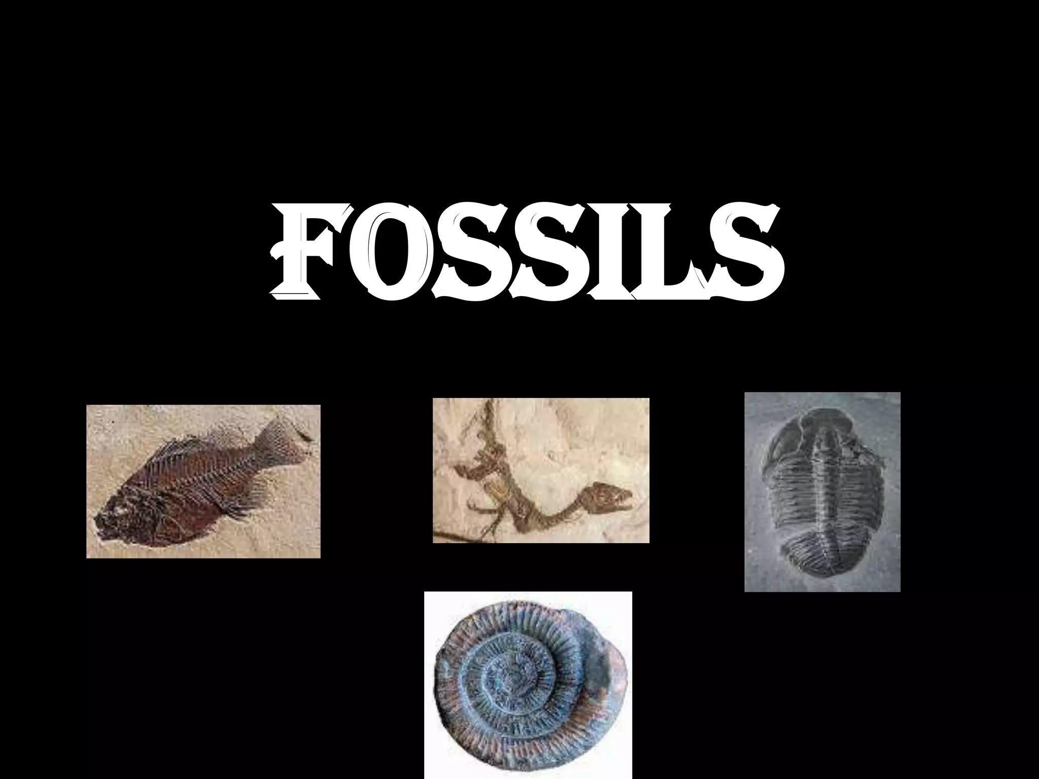 Fossils | PPT