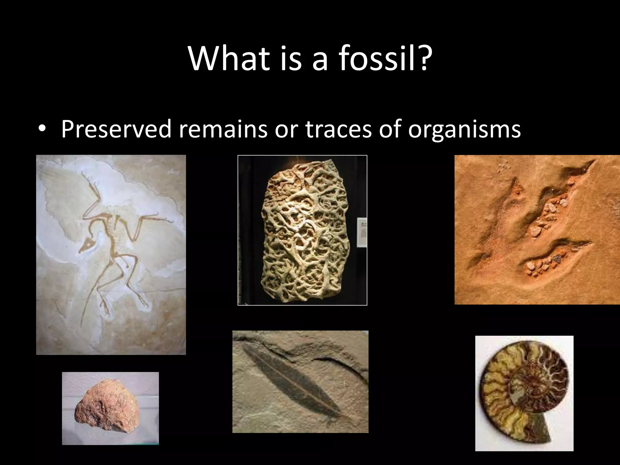 Fossils | PPT
