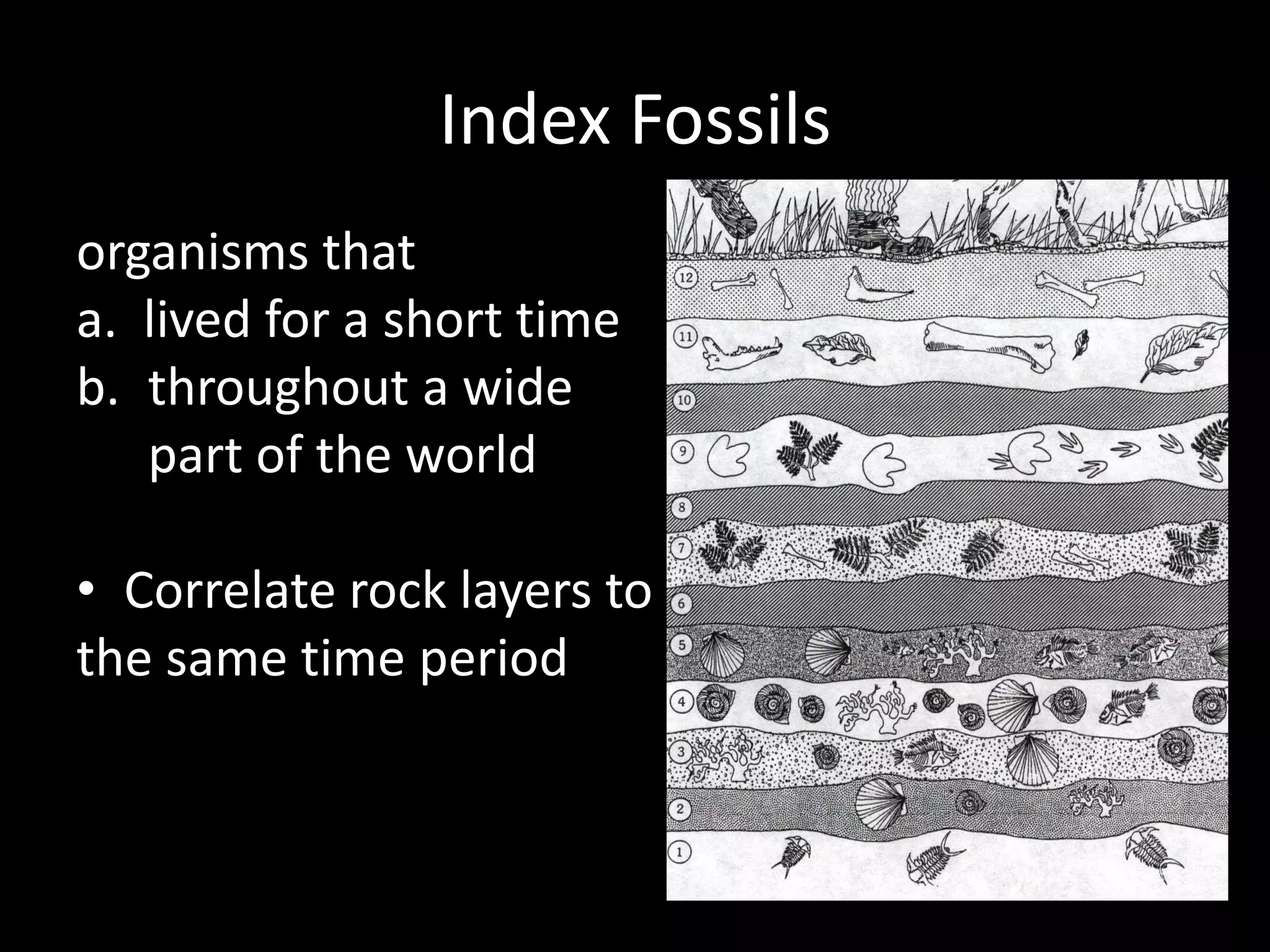 Fossils | PPTX