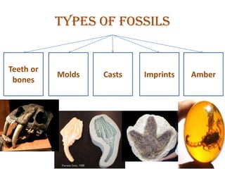 Fossils | PPTX