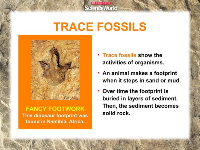 Fossils | PPT | Geology | Science