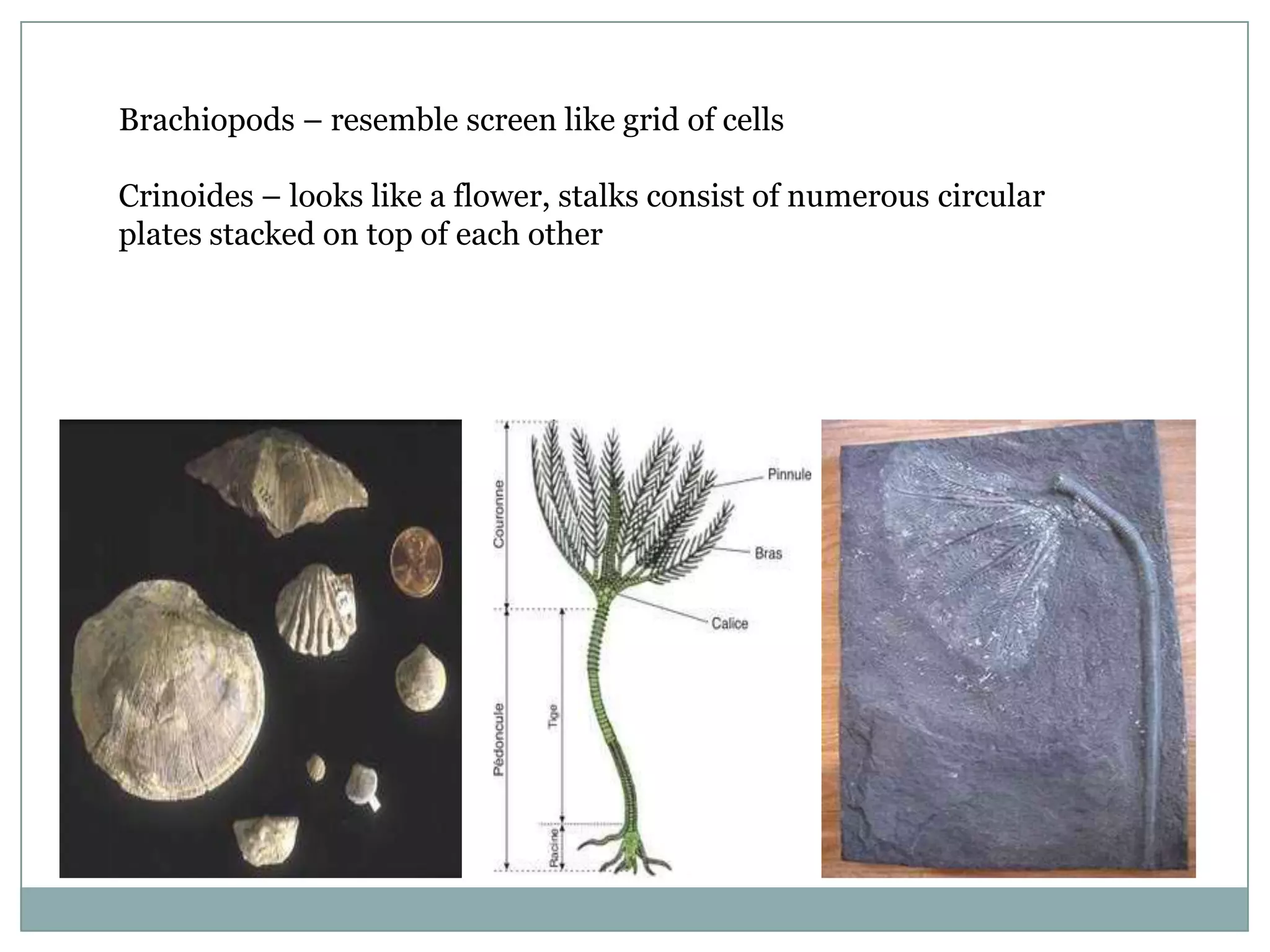 Fossils: Formation and Classification | PPTX