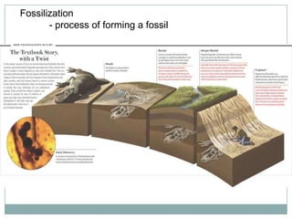Fossils: Formation and Classification | PPTX