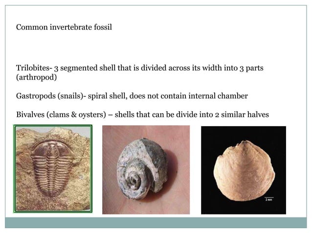 Fossils: Formation and Classification | PPTX