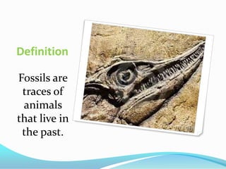 Fossils | PPTX