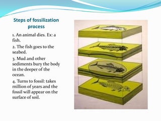 Fossils | PPT