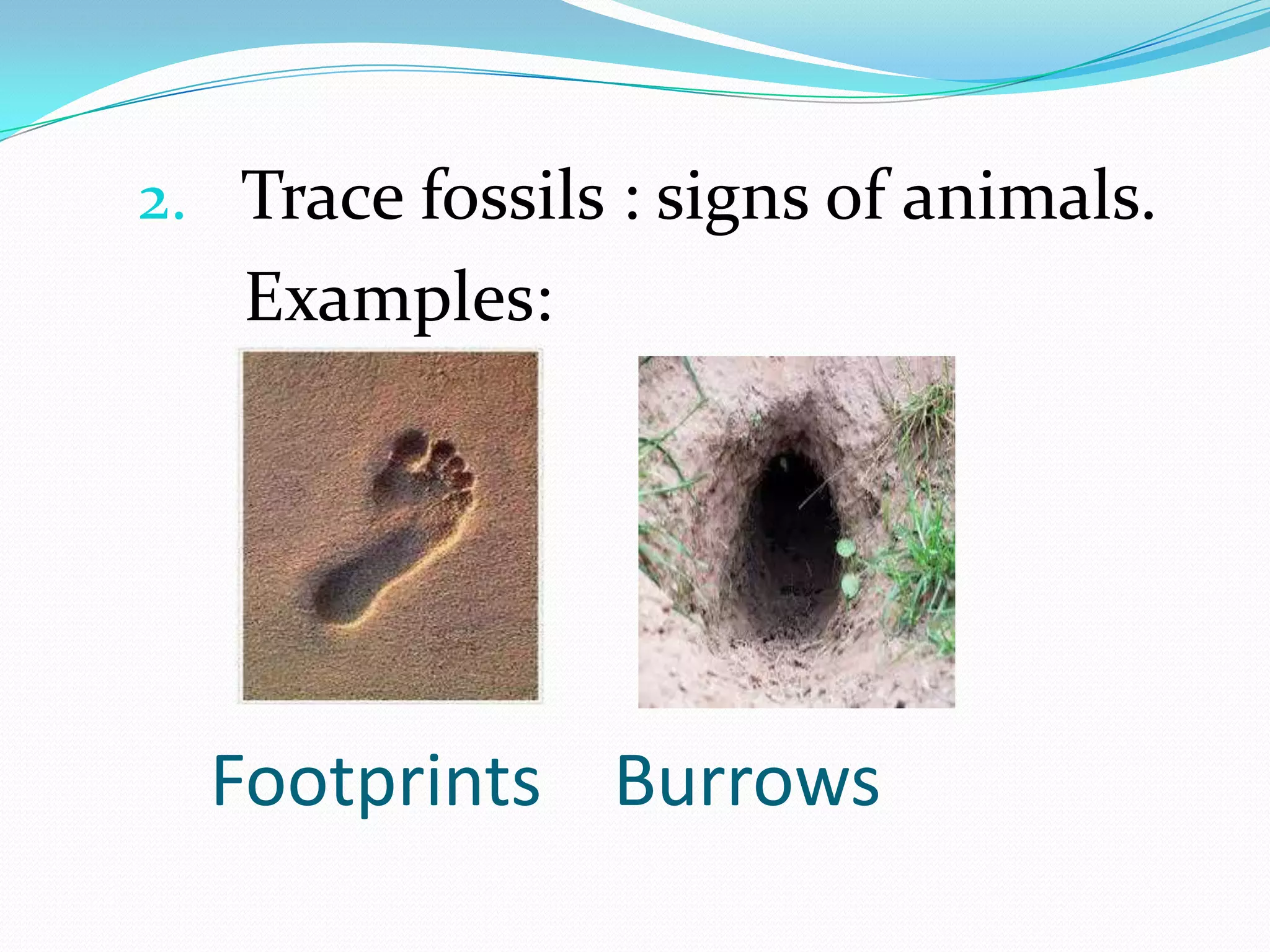 Fossils | PPTX