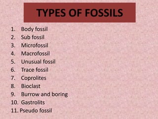Fossils | PPTX