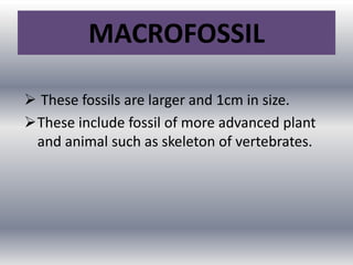 Fossils | PPTX