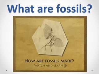 Fossils | PPTX