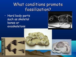 What is a fossil? | PPT
