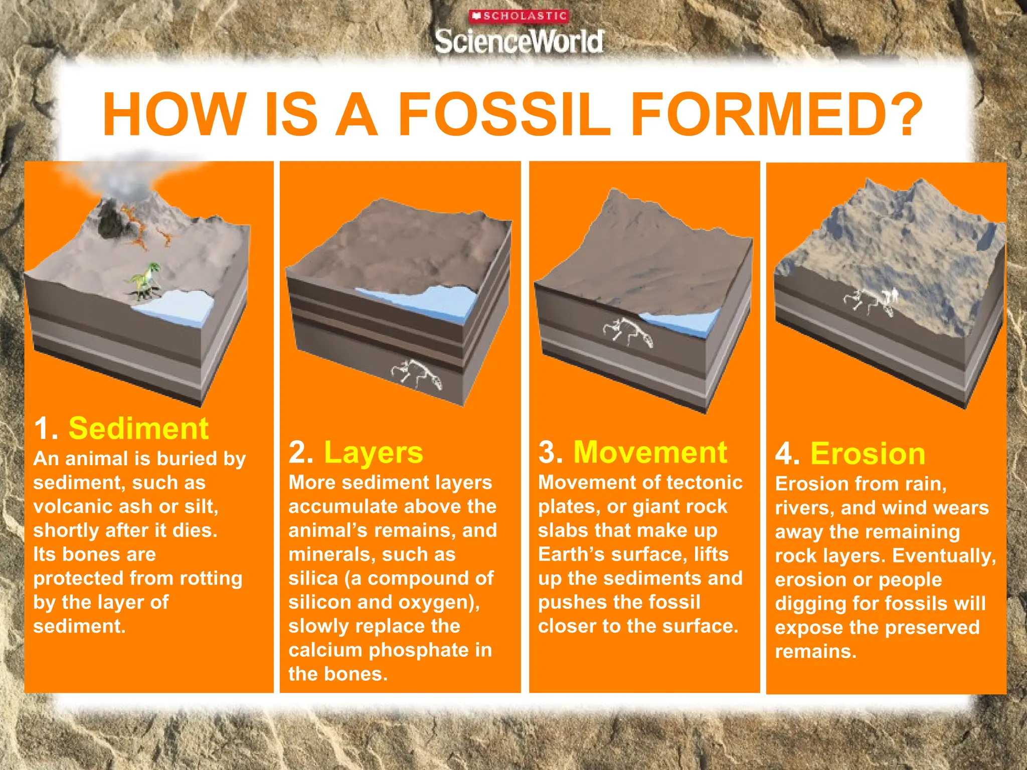 Fossils and their existence for lower classes | PPT