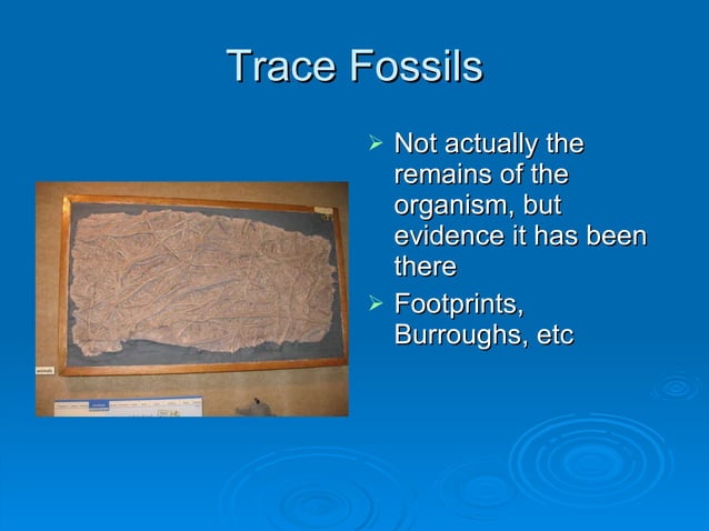 Fossils Lecture | PPT