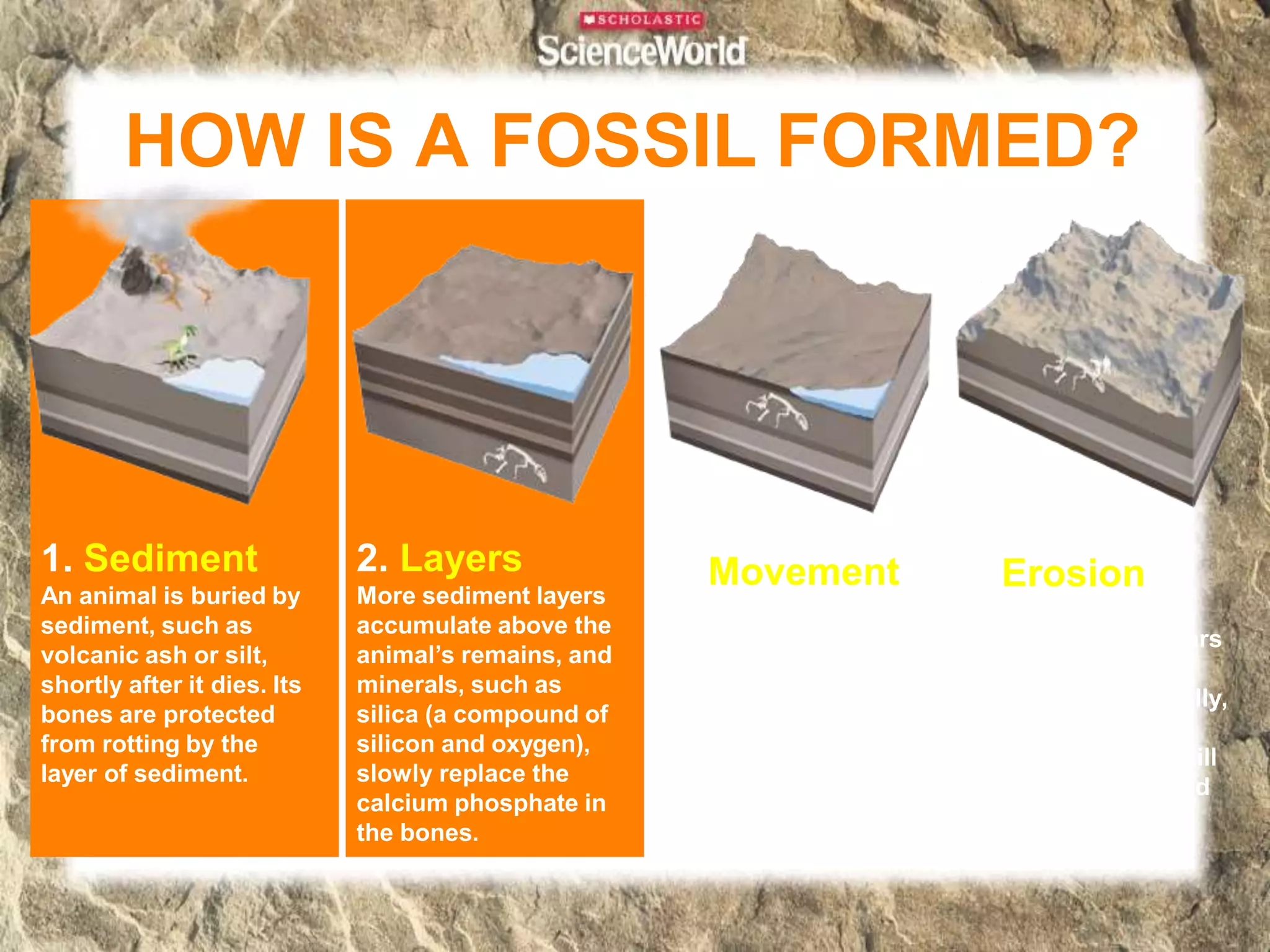 Types of Fossils | PPSX | Geology | Science