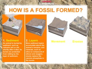 Types of Fossils | PPSX