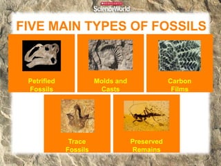 Types of Fossils | PPSX