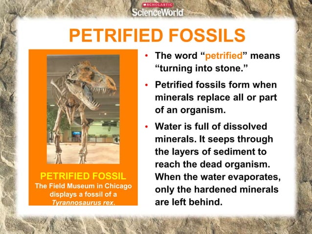 Types of Fossils | PPSX | Geology | Science