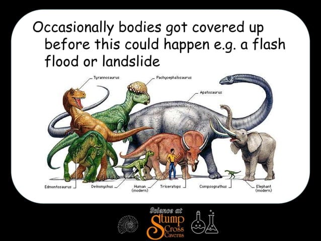 Fossils workshop slides | PPT | Free Download Fossils workshop slides | PPT | Free Download