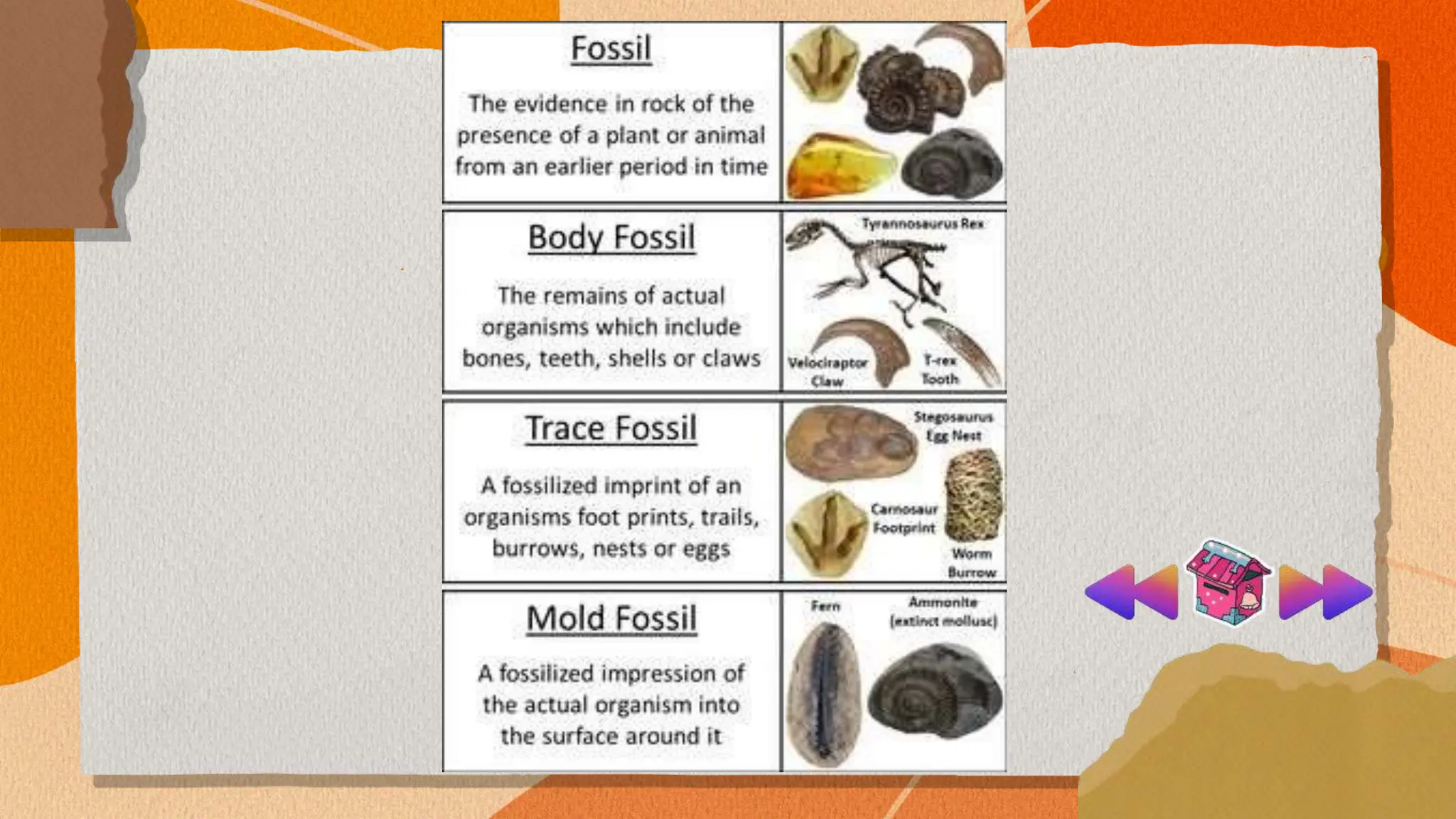 Fossils_and_food_chain__.science materialsppsx | PPSX