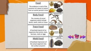 Fossils_and_food_chain__.science materialsppsx | PPT