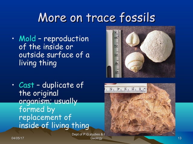 Fossils and fossilisation | PPT