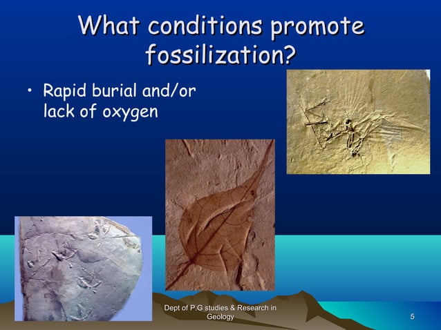 Fossils and fossilisation | PPT