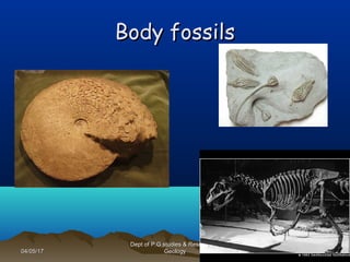 Fossils and fossilisation | PPT