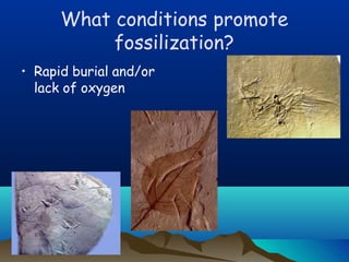 fossilsandfossilisation-170405113958 (1).pptx