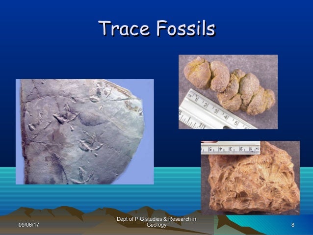 Fossils and fossilization