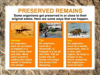 fossils and fossilization and gymnosperm fossil and how they are formed ...