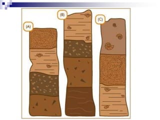 Fossils and rock layers | PPTX | Geology | Science