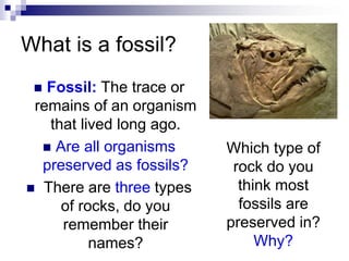 Fossils and rock layers | PPTX