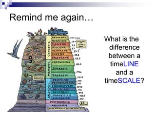 Fossils In Rock Layers