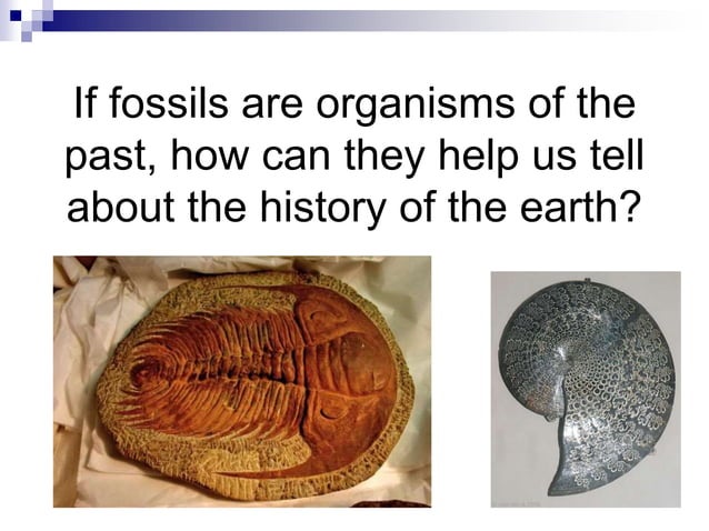 Fossils and rock layers | PPT