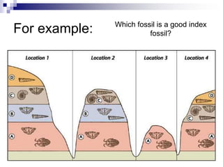 Fossils In Rock Layers