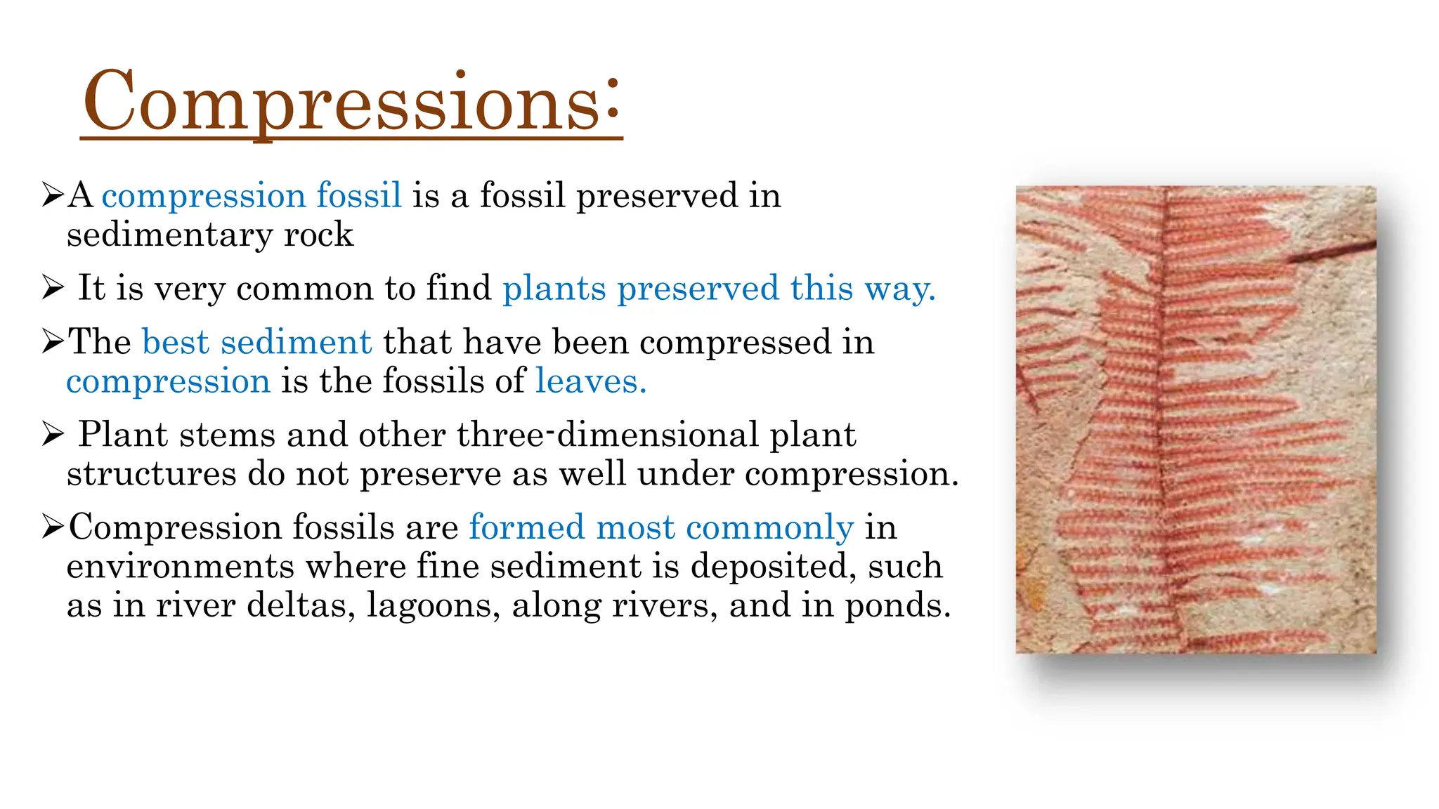 Fossils and their types.pptx