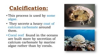 Fossils and their types.pptx