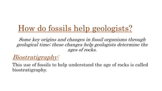 Fossils and their types.pptx