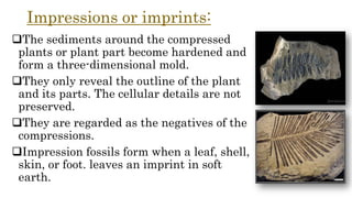 Fossils and their types.pptx