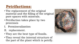 Fossils and their types.pptx