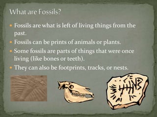 Fossils are fun | PPTX
