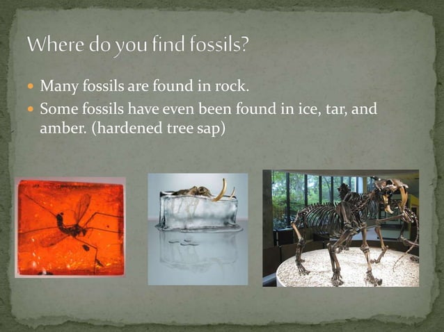 Fossils are fun | PPTX