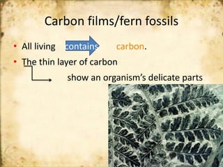 Fossils | PPTX