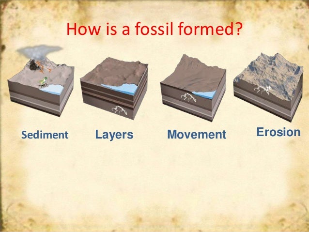 Fossils