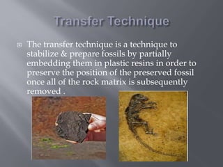 Fossils formation & their significance in evolution | PPTX