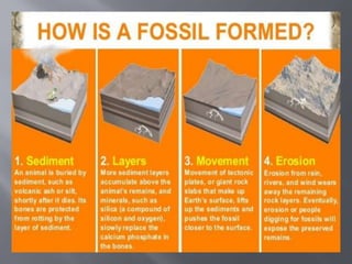 Fossils formation & their significance in evolution | PPTX